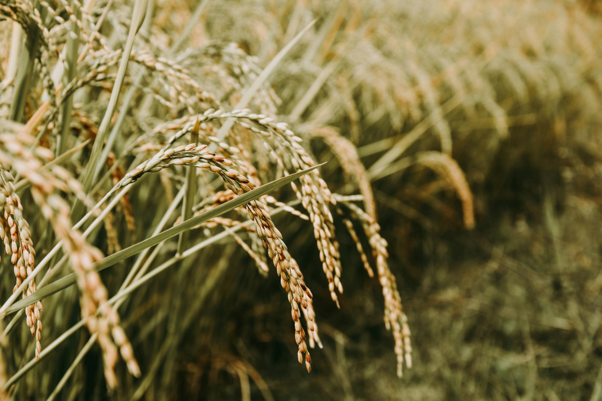 Gullah Geechee: Not Just a Celebration of Rice – Cape Fear Voices/The ...